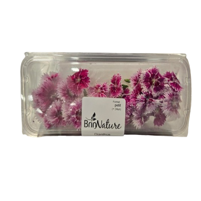 Micro sprout dianthus - Brin Nature | Aubut (1631)